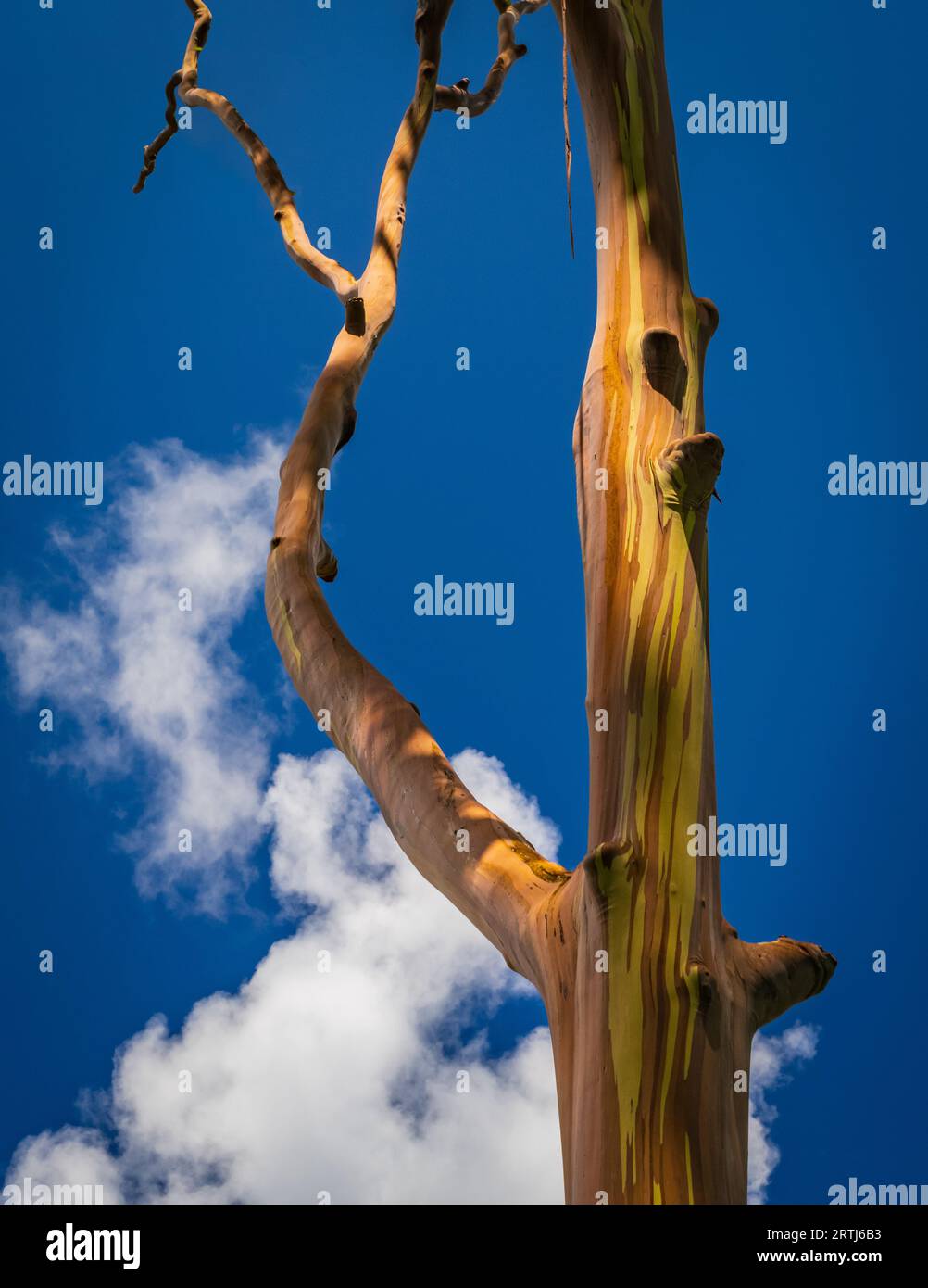 Patterns of tree trunks and branches with the colorful bark of rainbow ...