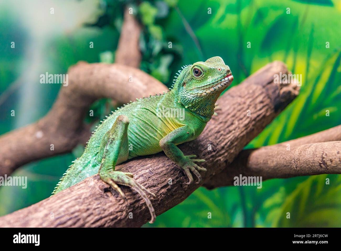 Chinese Water Dragon (Physignathus cocincinus) slithering on a branch ...