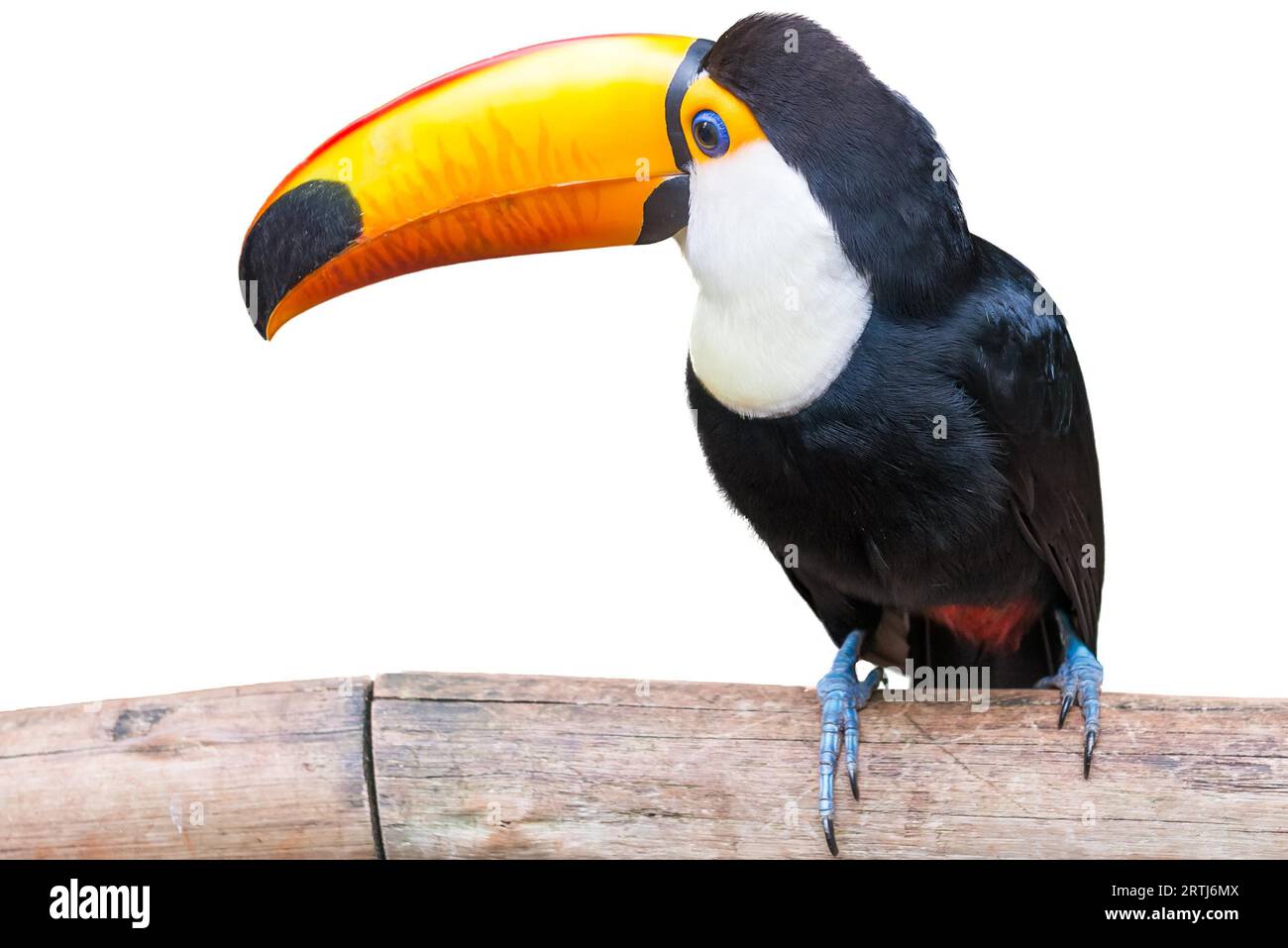 Toucan bird in a tree branch on white isolated background Stock Photo ...