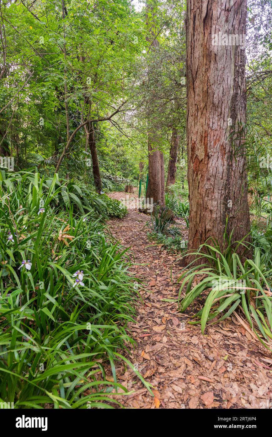 Forest at the Aclimacao Park. It was the first zoo in Sao Paulo and ...