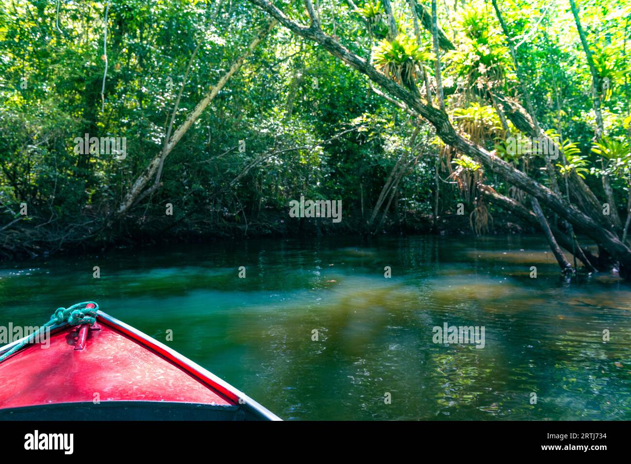 Canoe crossing a mangrove canal under a tunnel of trees Stock Photo - Alamy