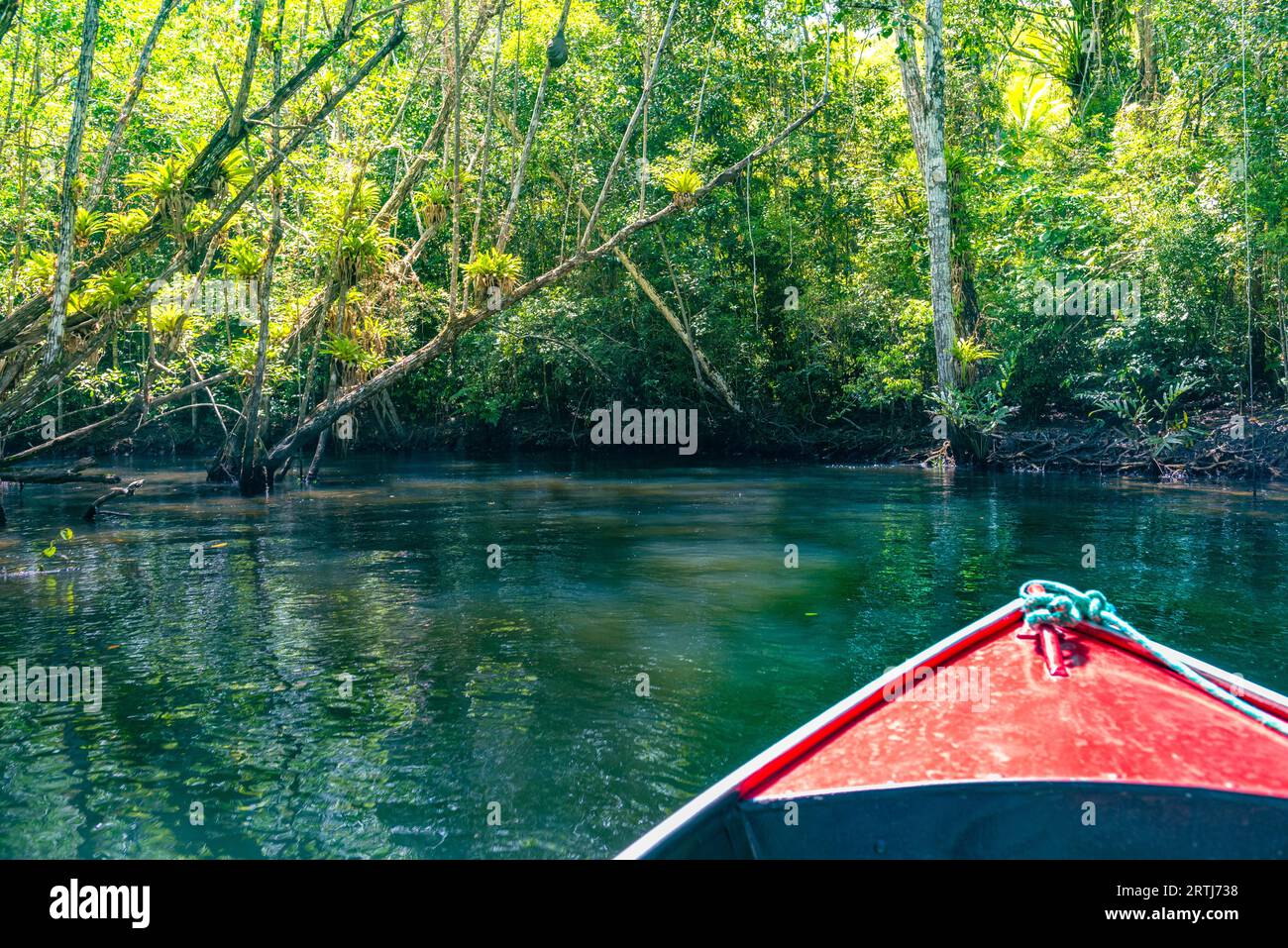 Canoe crossing a mangrove canal under a tunnel of trees Stock Photo - Alamy