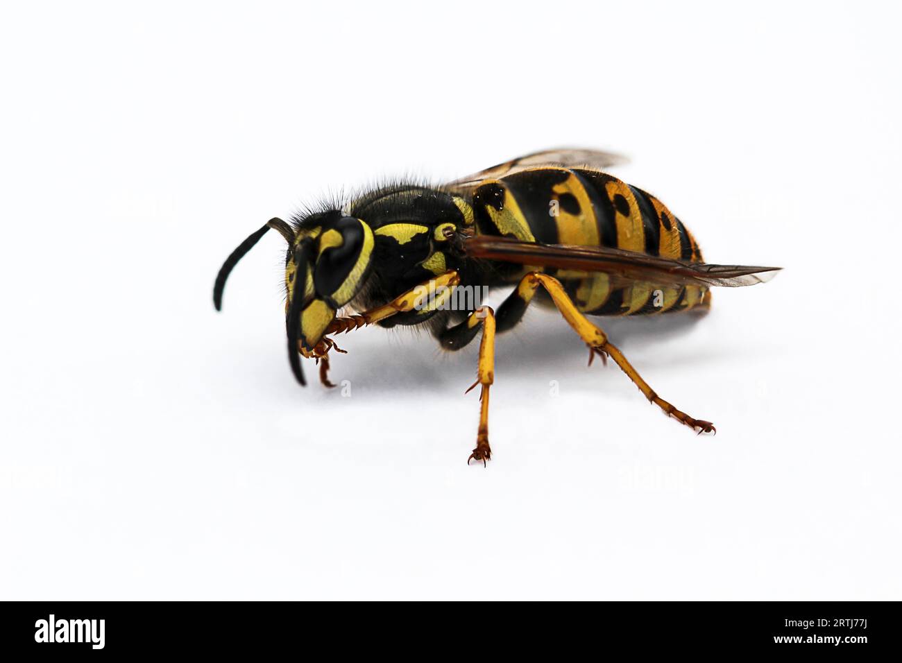 Wespe illustration hi-res stock photography and images - Alamy