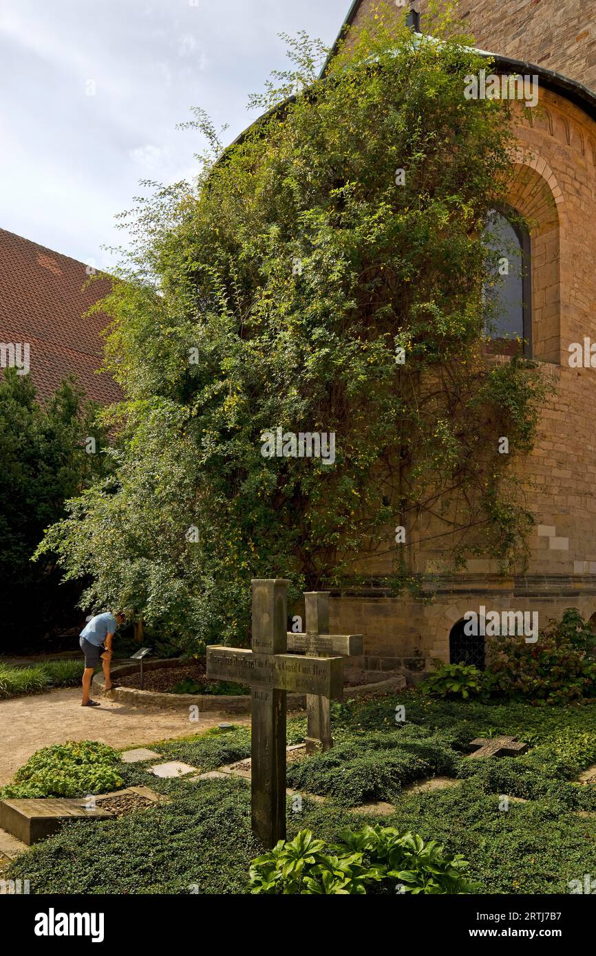 Thousand-year-old rose bush in the cemetery of the Mariendom, landmark ...