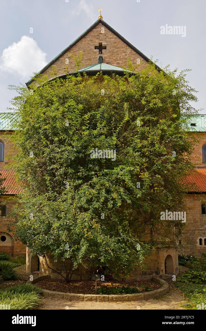 Thousand-year-old rose bush in the cemetery of the Mariendom, landmark ...