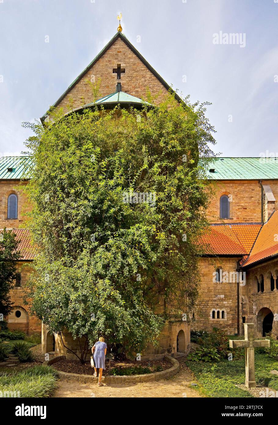 Thousand-year-old rose bush in the cemetery of the Mariendom, landmark ...