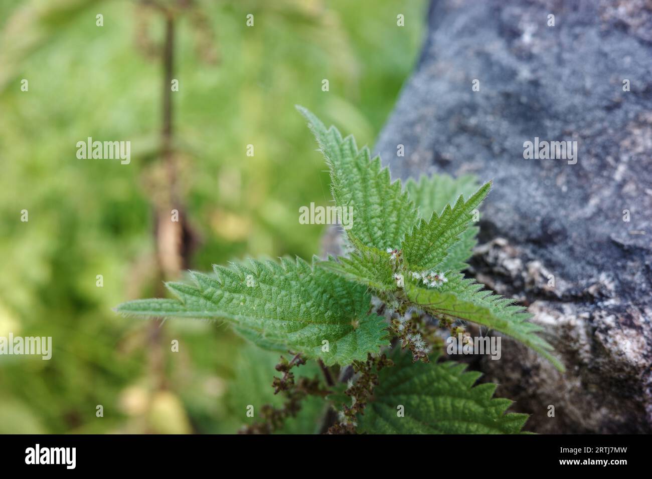 close up of a stinging nettle plant on a blurred background Stock Photo ...
