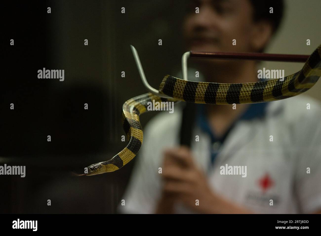 Bangkok, Thailand. 13th Sep, 2023. A skilled snake farm staff ...