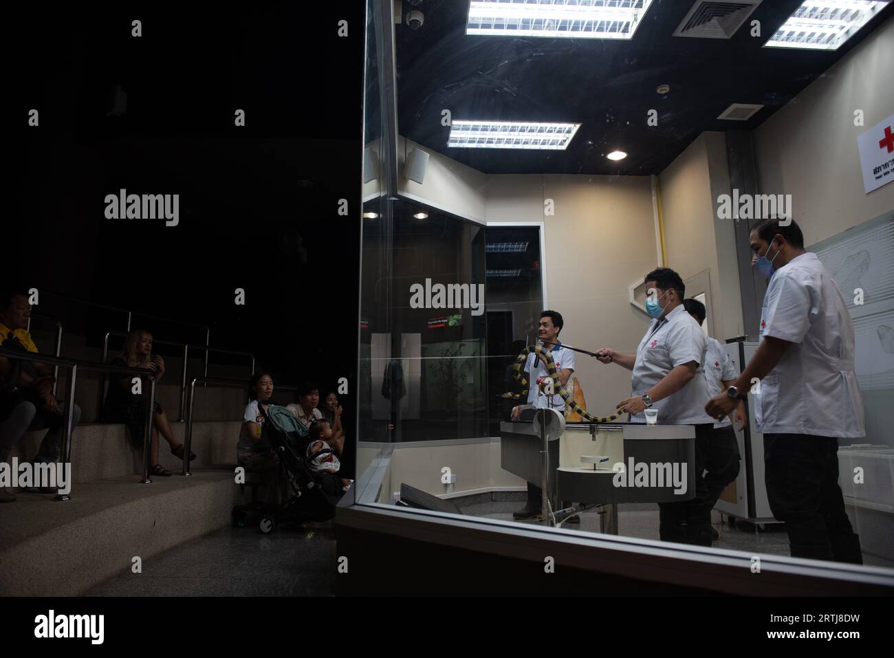 Bangkok, Thailand. 13th Sep, 2023. A skilled snake farm staff ...