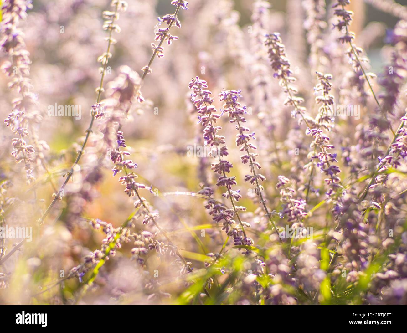 Perovskia atriplicifolia flower in the garden with sunlight Stock Photo ...