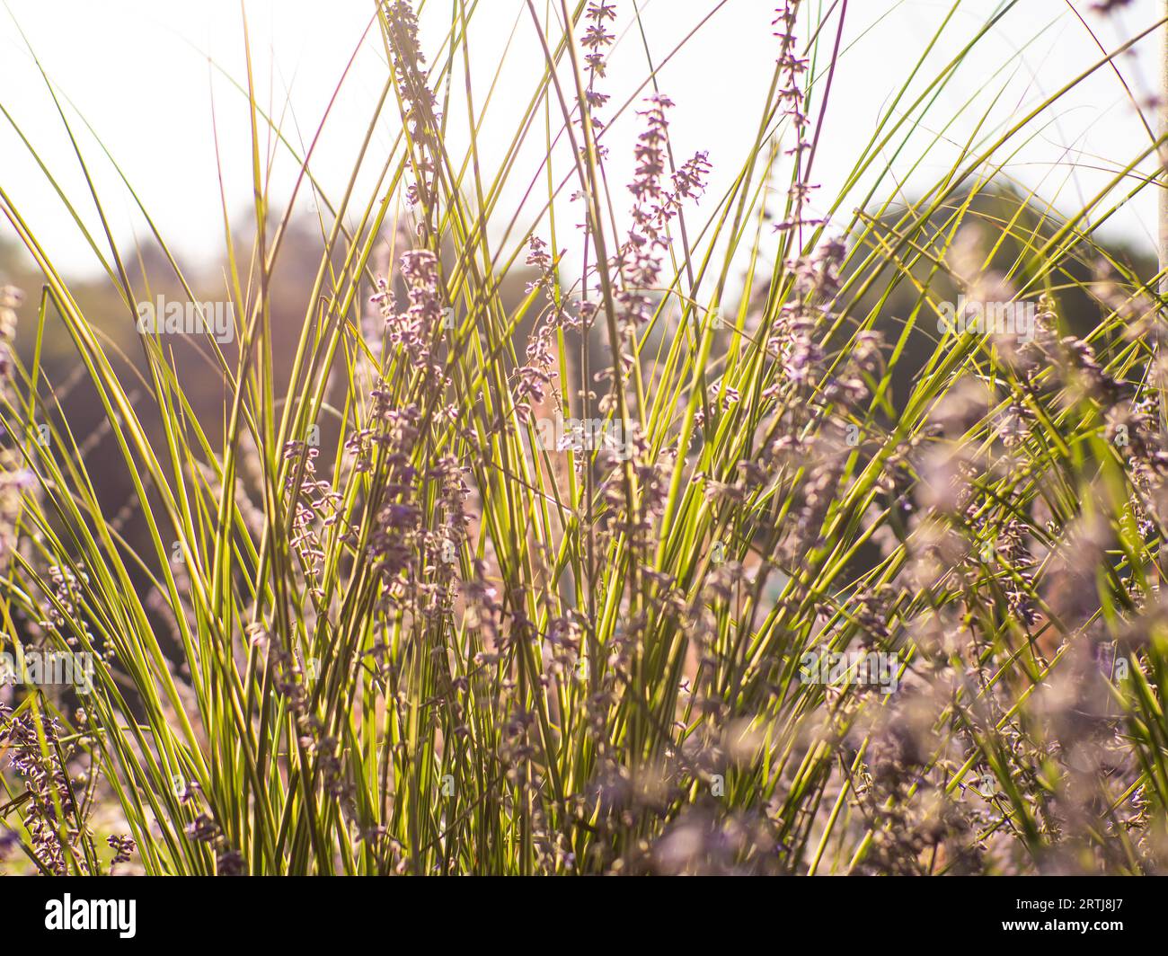 Perovskia atriplicifolia flower in the garden with sunlight Stock Photo ...
