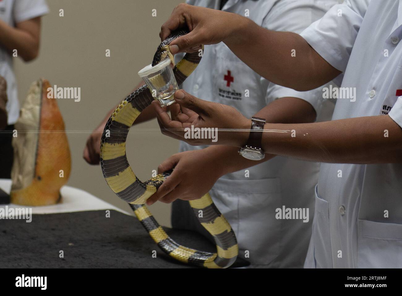 Bangkok, Thailand. 13th Sep, 2023. A skilled snake farm staff ...