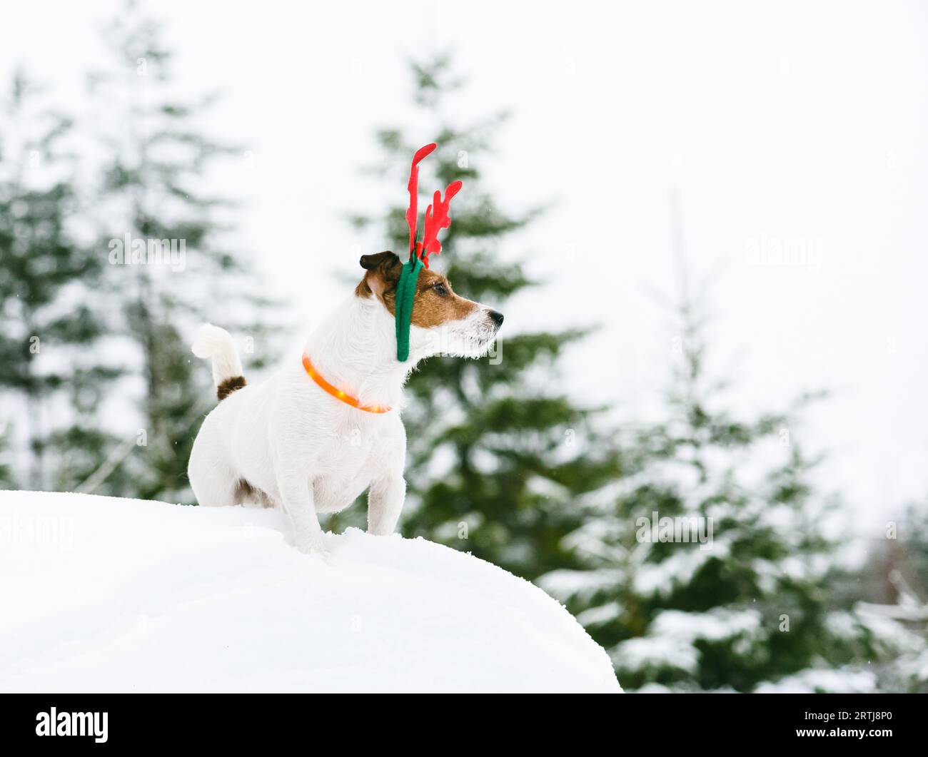 Dog wearing orange collar with LED lights and Christmas costume walking ...