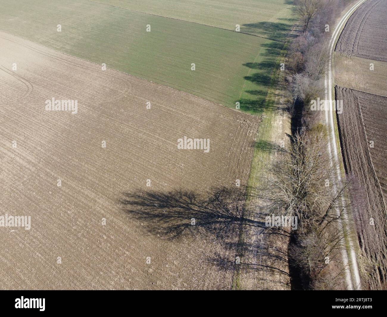 Long shadows from avenue deciduous trees with springtime in Bavaria ...