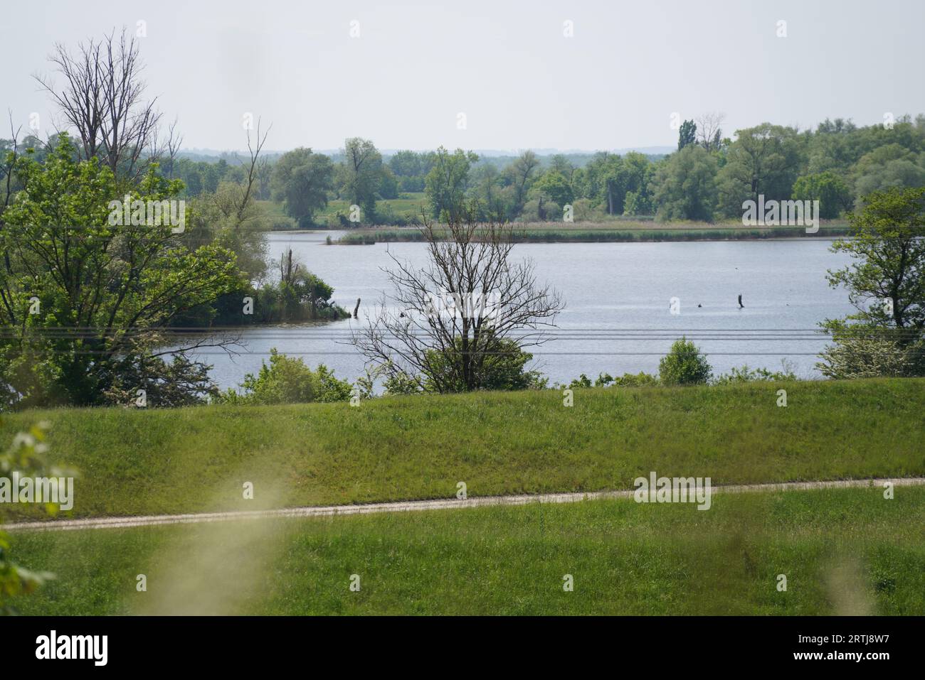 The surface of an old swamp covered with duckweed and algae, dead trees ...