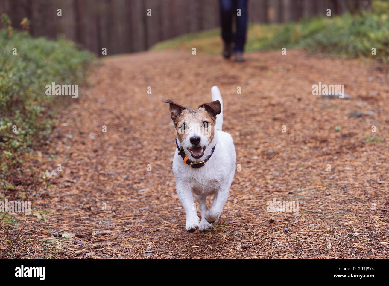 Cute dog with owner walking off leash in Fall woods by dirt road Stock ...