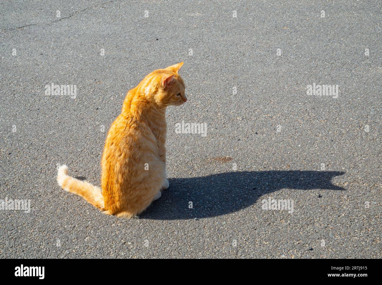 Orange tabby cat sitting Stock Photo - Alamy