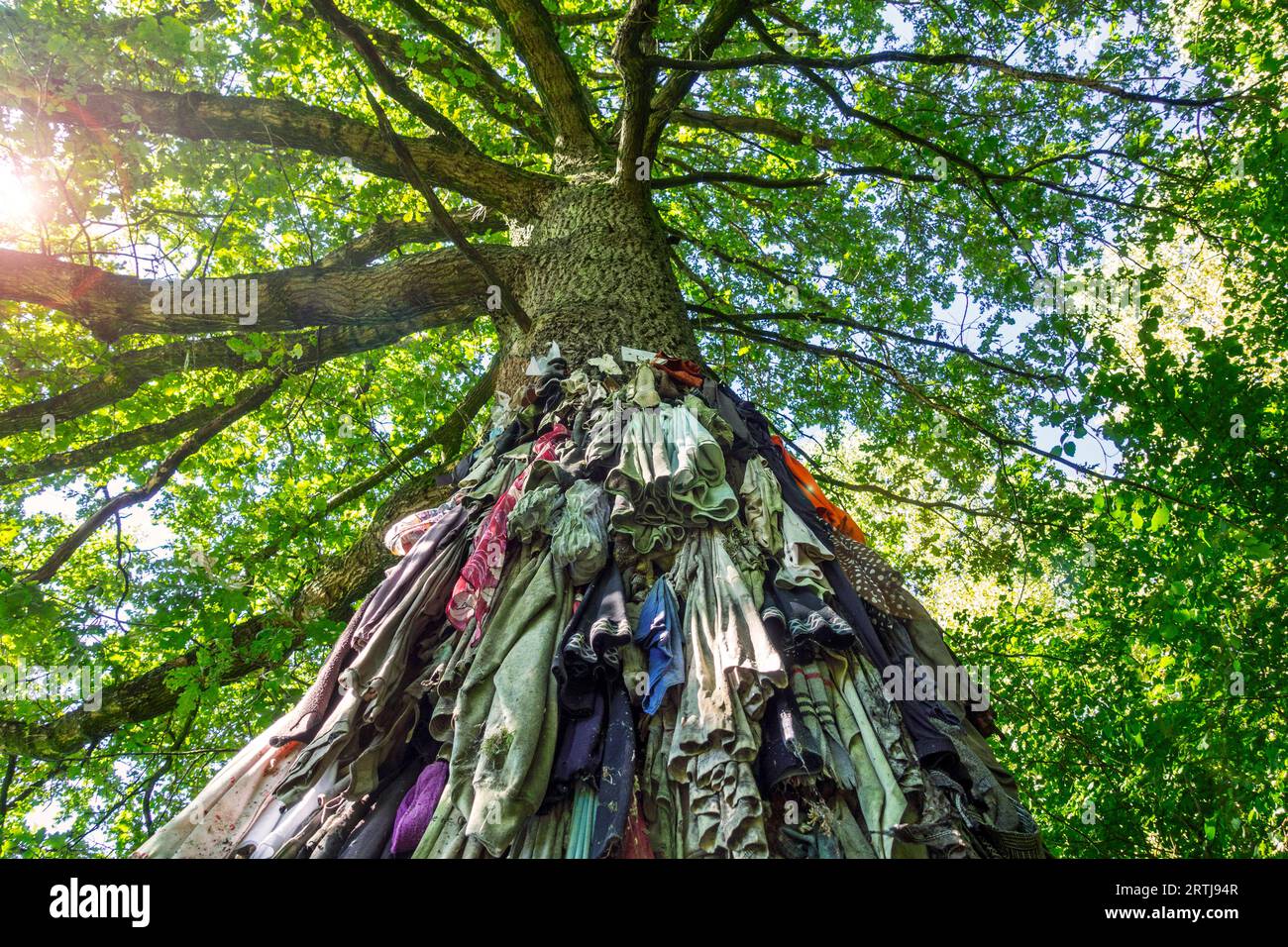 Old clothes hanging from the Chêne à clous / nail tree of Herchies ...