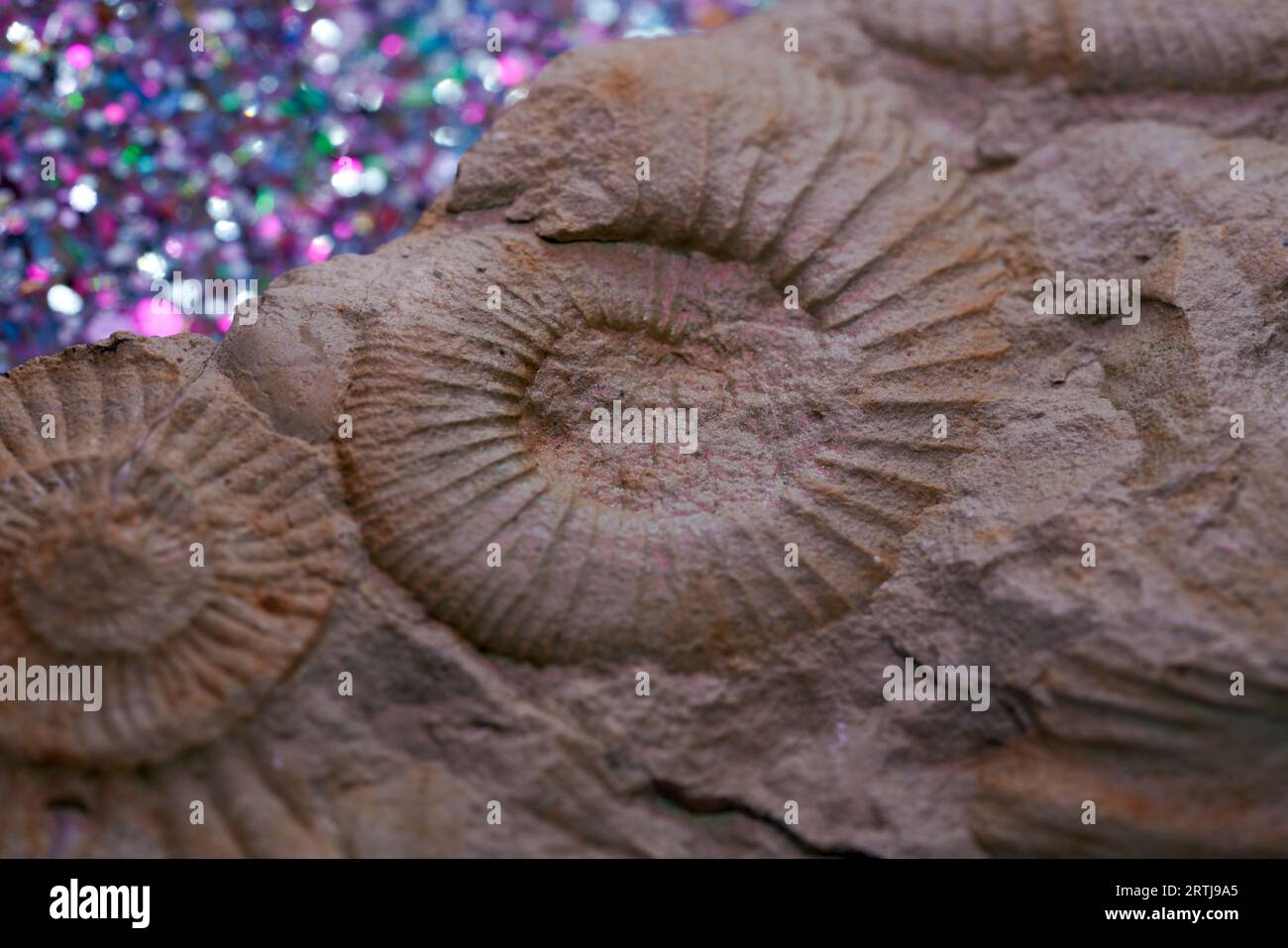 Ammonite is a fossil of a squid, photographed in close-up in the studio ...