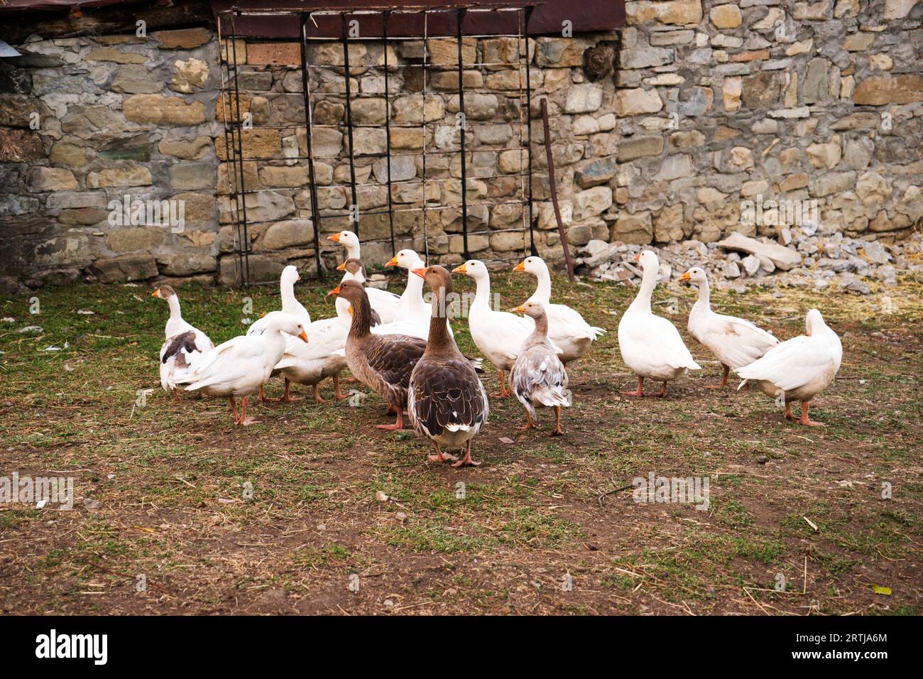 Group of white domestic geese and ducks on the poultry farm Stock Photo ...