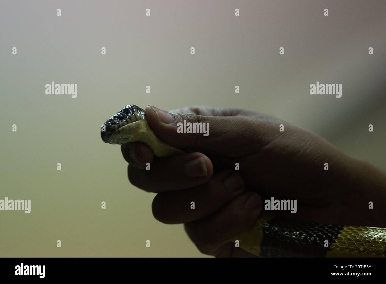 Bangkok, Thailand. 13th Sep, 2023. A skilled snake farm staff ...