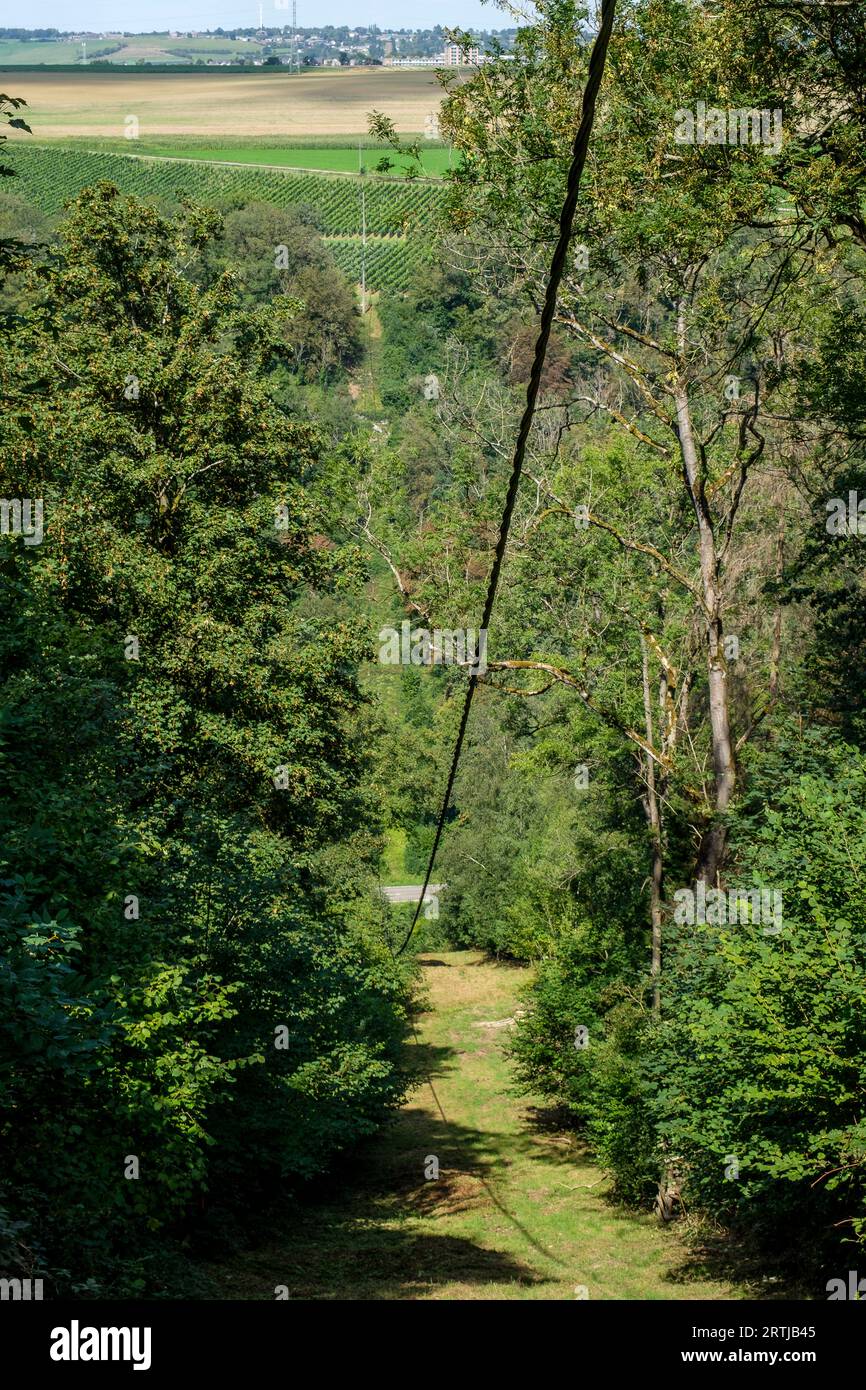 Electric cable running through the forest | Cable electrique dans une ...