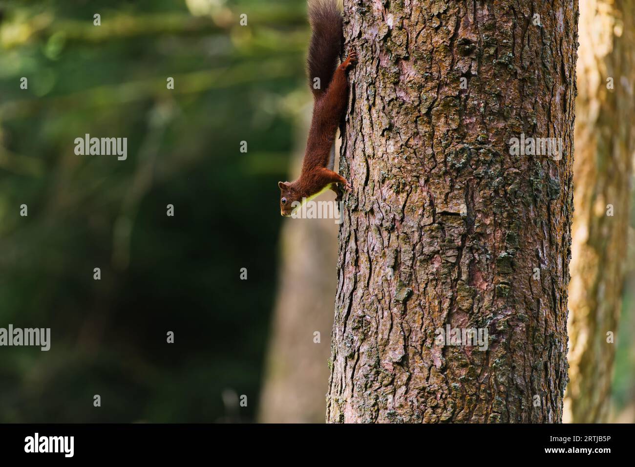 Squirrel going down a tree hi-res stock photography and images - Alamy