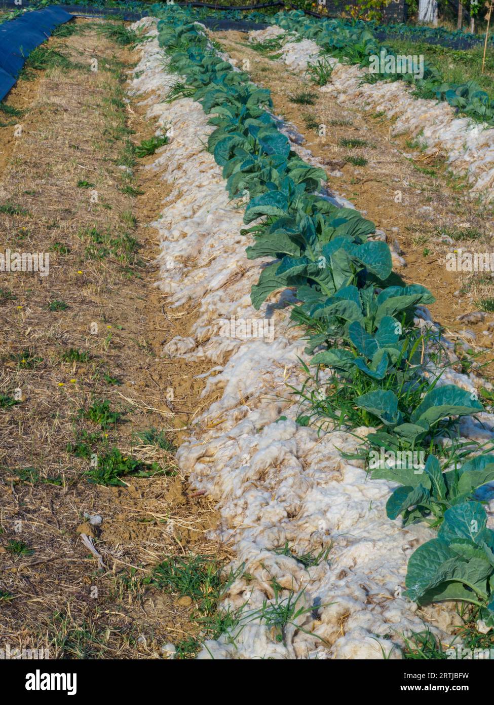 Rows of organic cabbage on sheep wool mulch for a sustainable ...