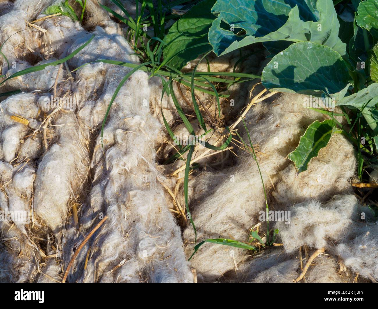 Rows of organic cabbage on sheep wool mulch for a sustainable ...