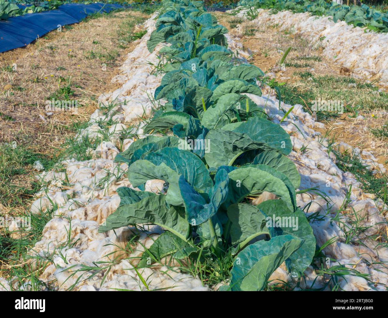 Rows of organic cabbage on sheep wool mulch for a sustainable ...