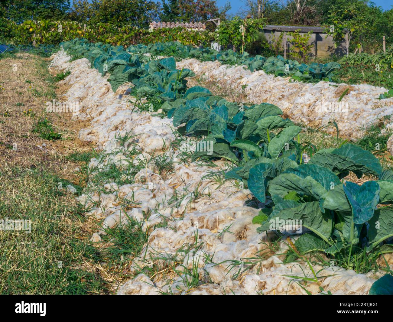 Rows of organic cabbage on sheep wool mulch for a sustainable ...