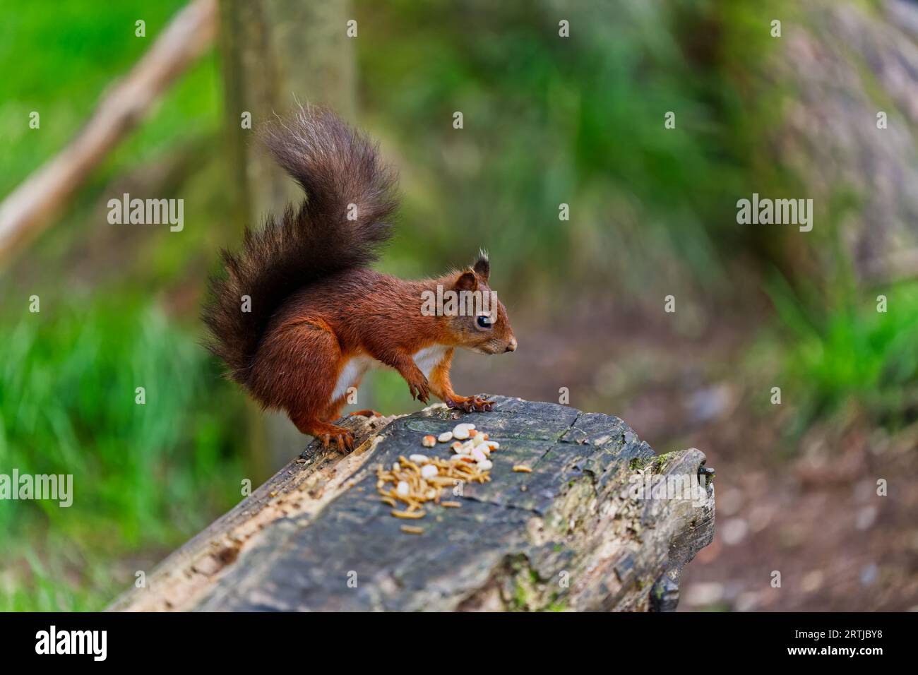 Looking at nuts hi-res stock photography and images - Alamy