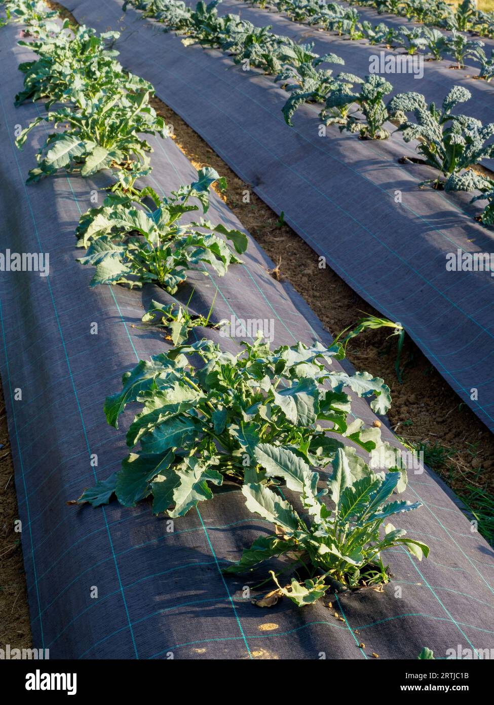 Cabbage plant , Brassica oleracea capitata growth on open air ...