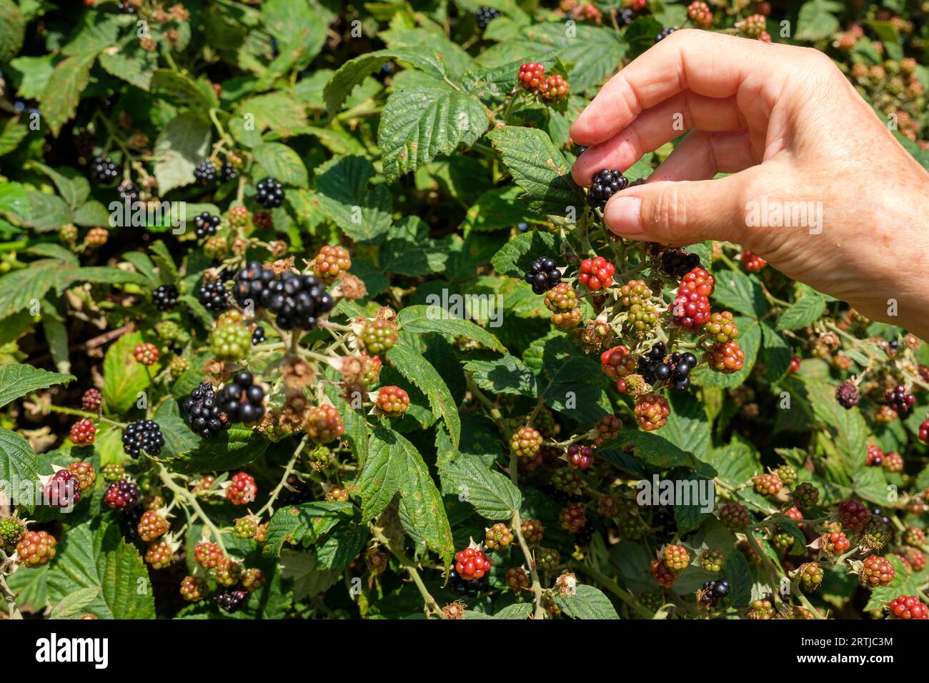 Bois de ronce hi-res stock photography and images - Alamy