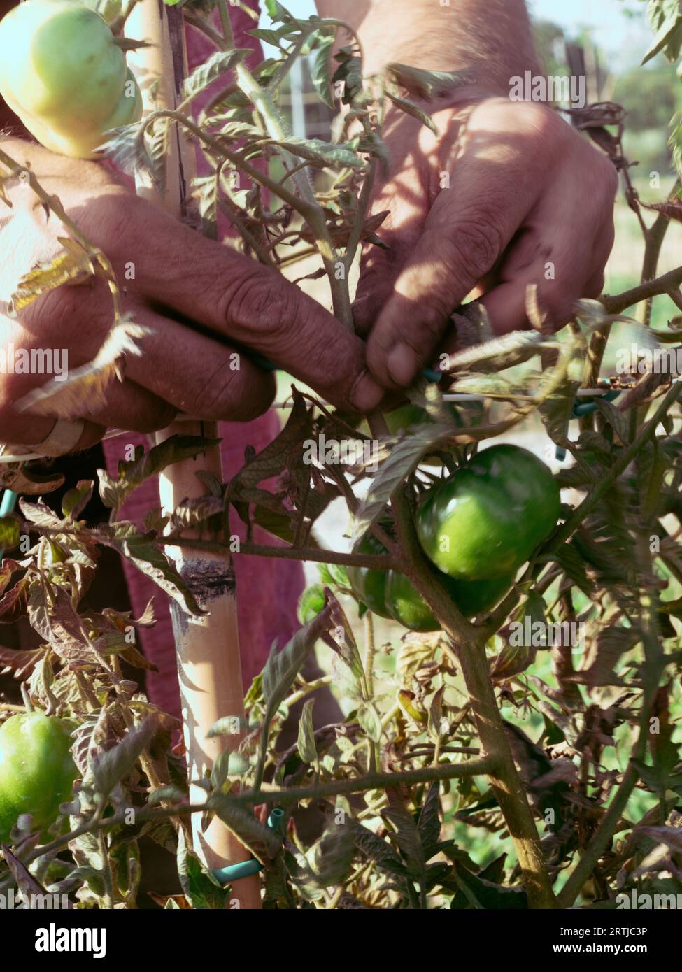 adult caucasian farmer model using green thread for binding organic ...