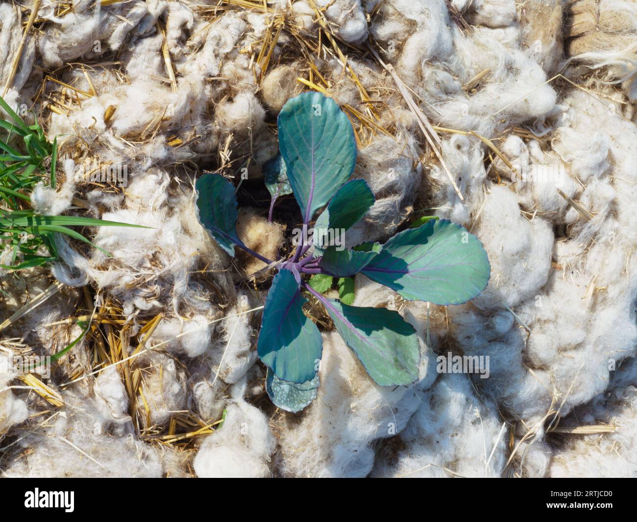 Rows of organic cabbage on sheep wool mulch for a sustainable ...