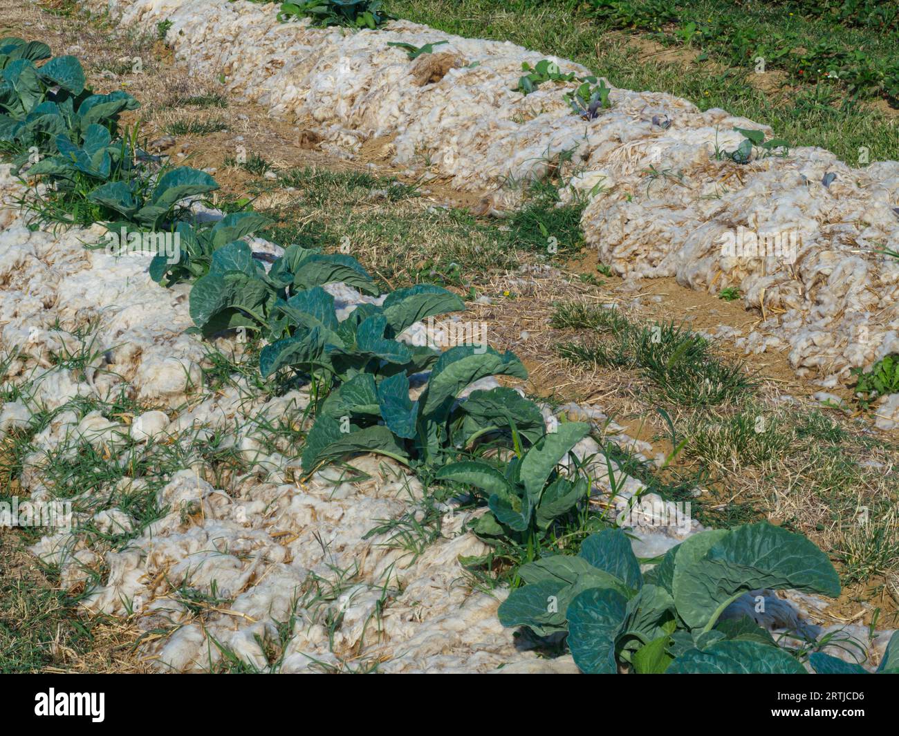 Rows of organic cabbage on sheep wool mulch for a sustainable ...