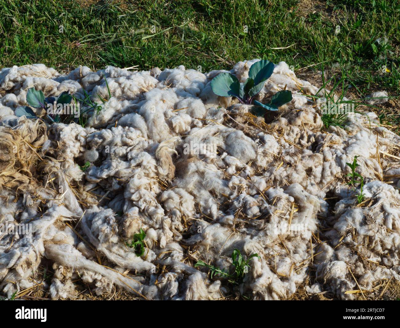 Rows of organic cabbage on sheep wool mulch for a sustainable ...