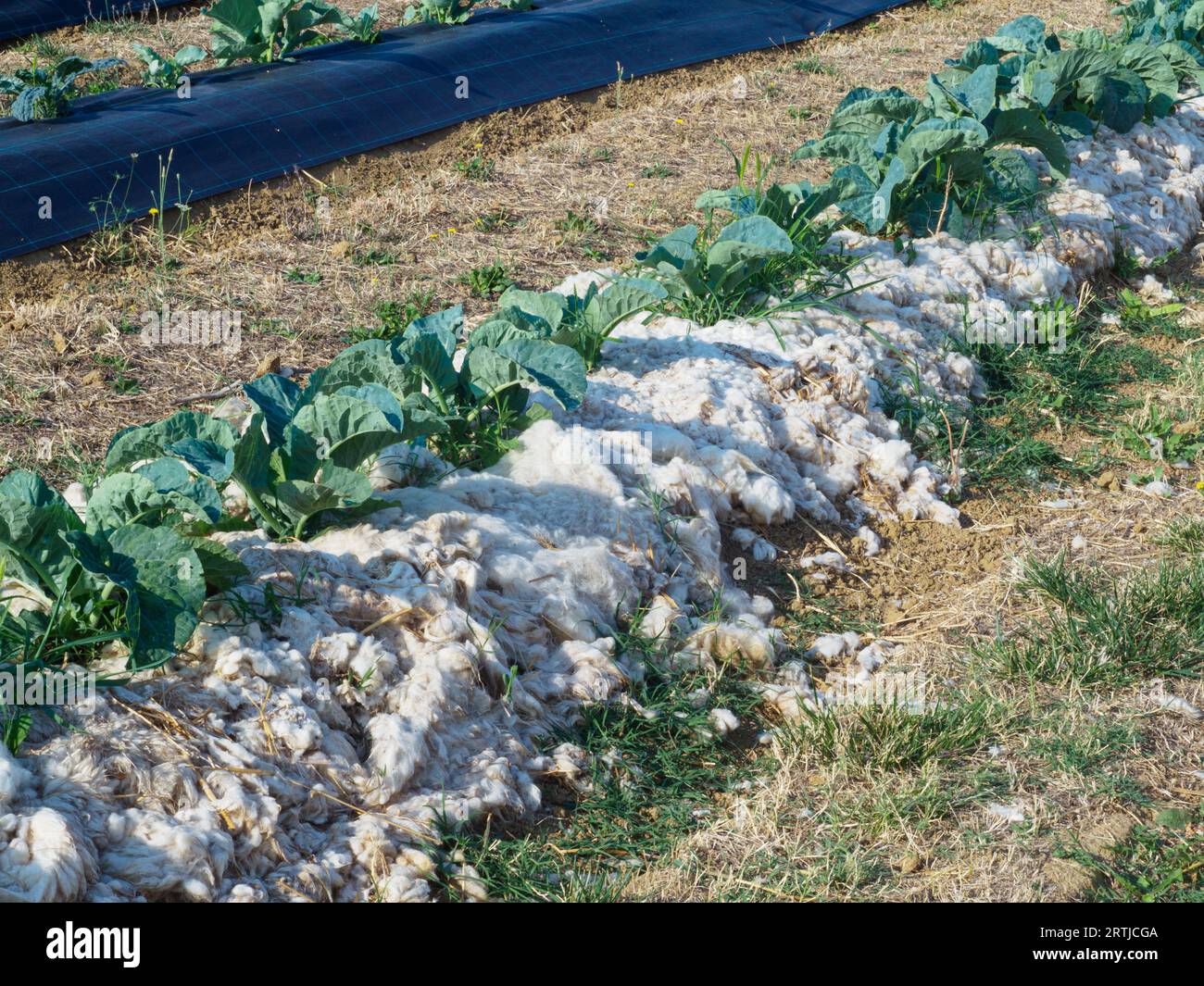 Rows of organic cabbage on sheep wool mulch for a sustainable ...