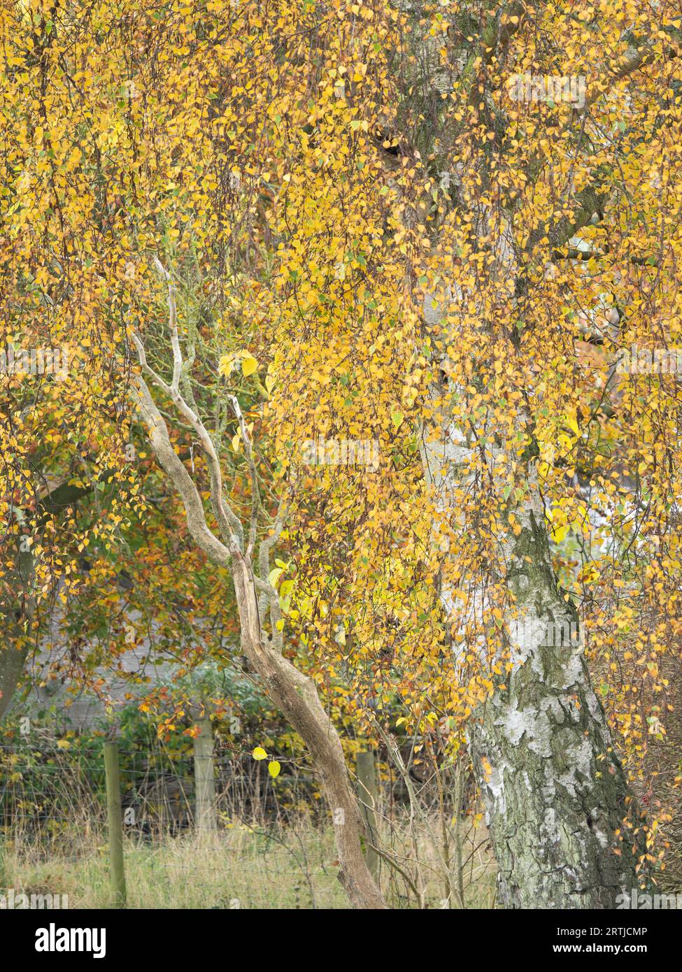 Early Autumn colour in Rectory Wood and Hopes Wood which lie behind ...