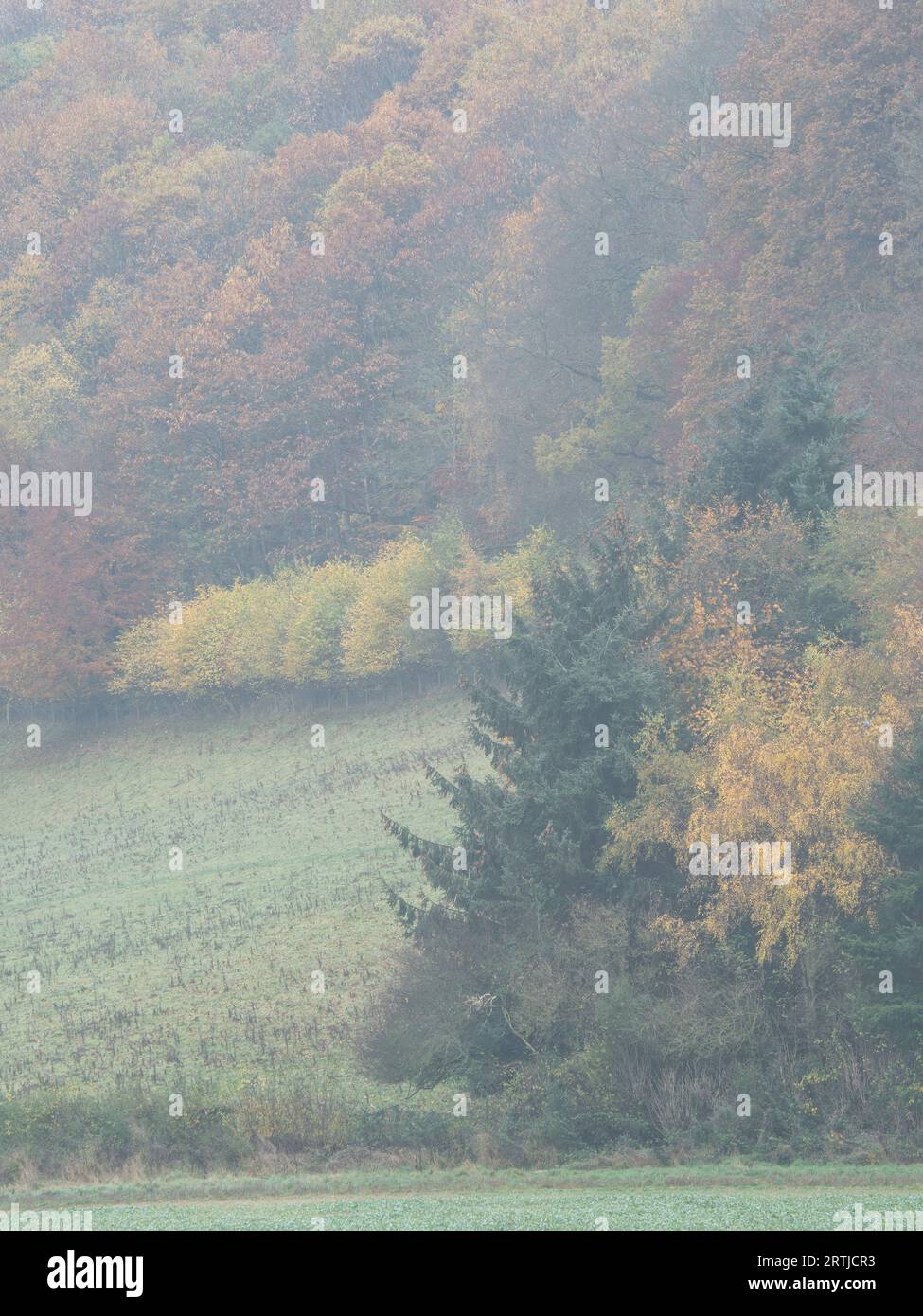 Natural Woodland at Goat Hill, an escarpment at the eastern end of the ...
