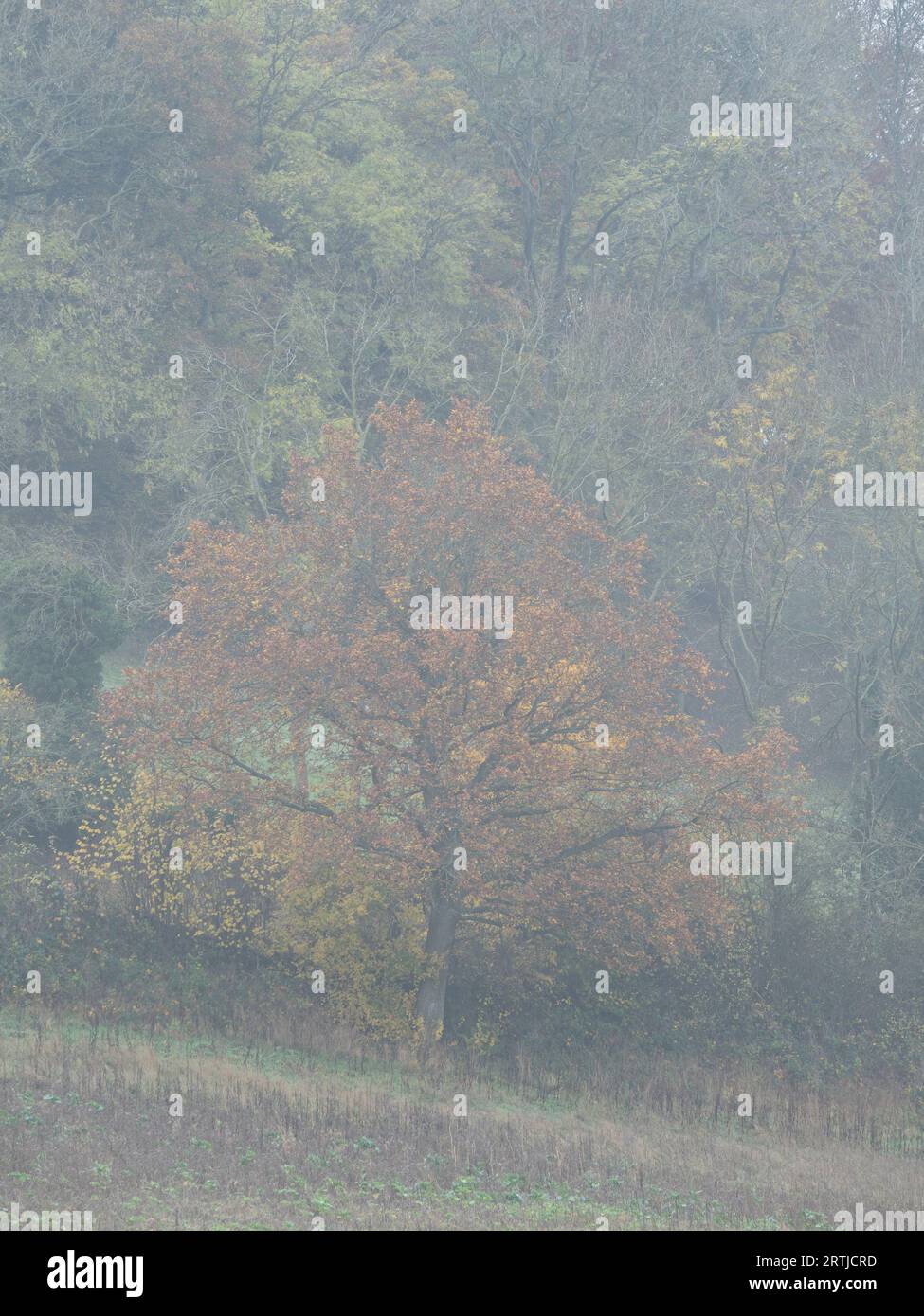 Natural Woodland at Goat Hill, an escarpment at the eastern end of the ...