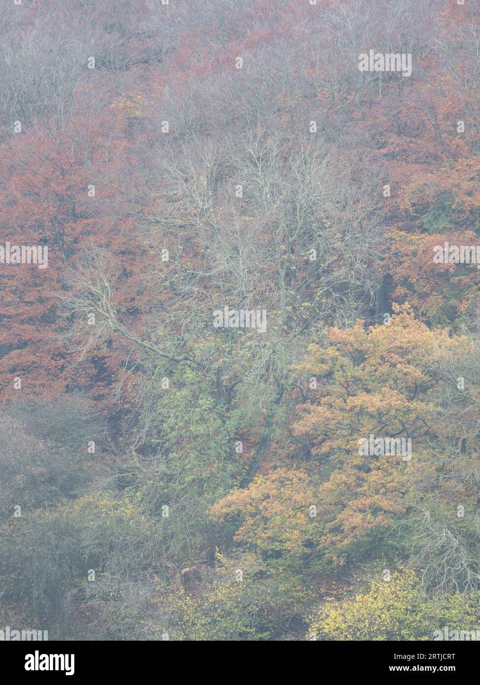 Natural Woodland at Goat Hill, an escarpment at the eastern end of the ...