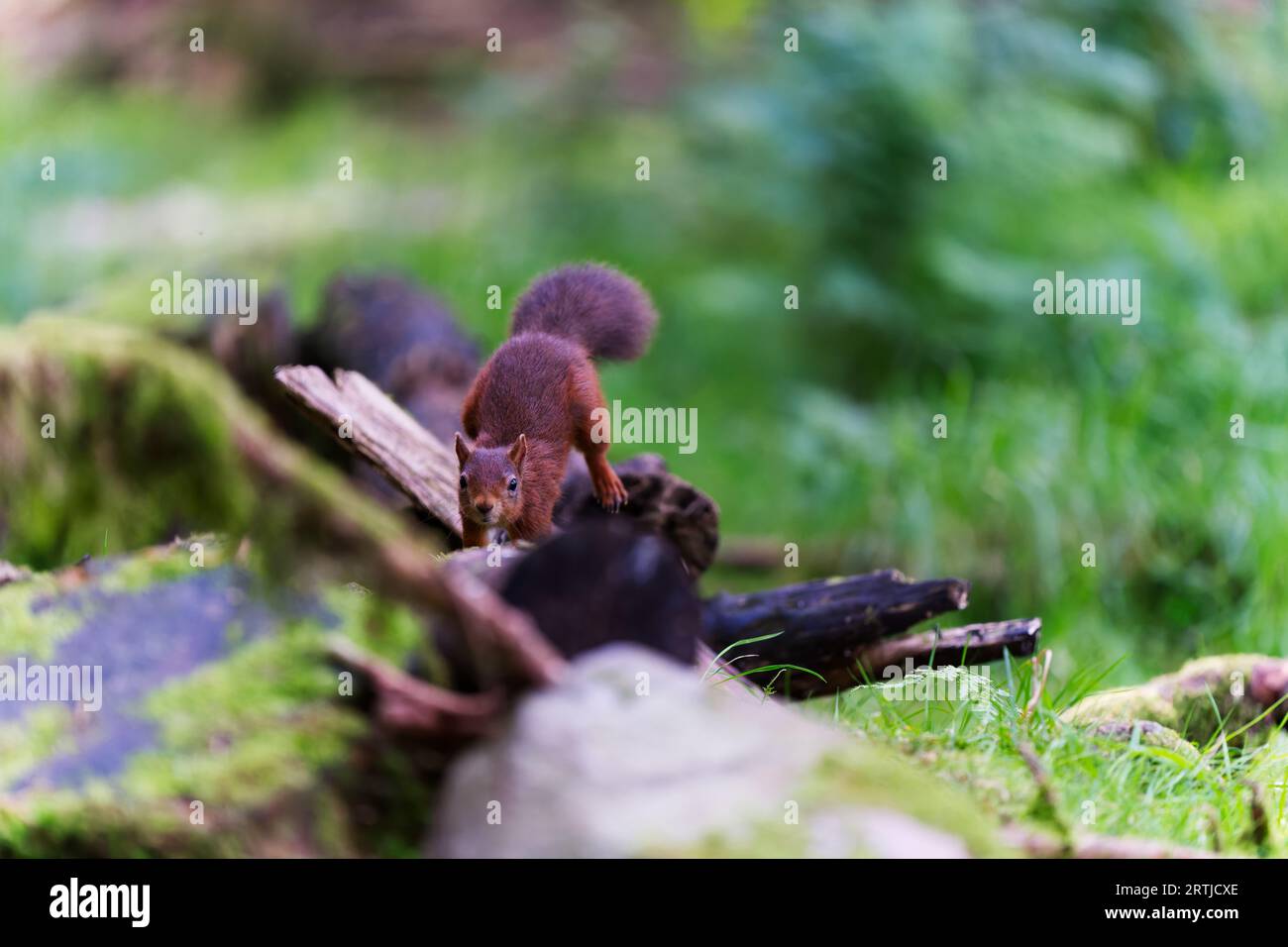 red squirrel jumping onto a branch from a log landing Stock Photo - Alamy