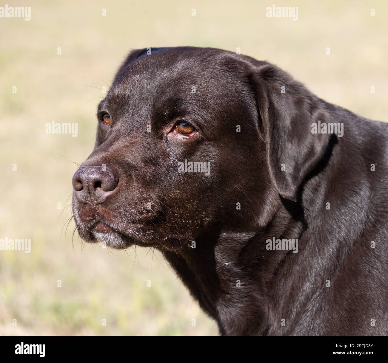 Brown chocolate labrador on green grass of aviary. Large portrait ...