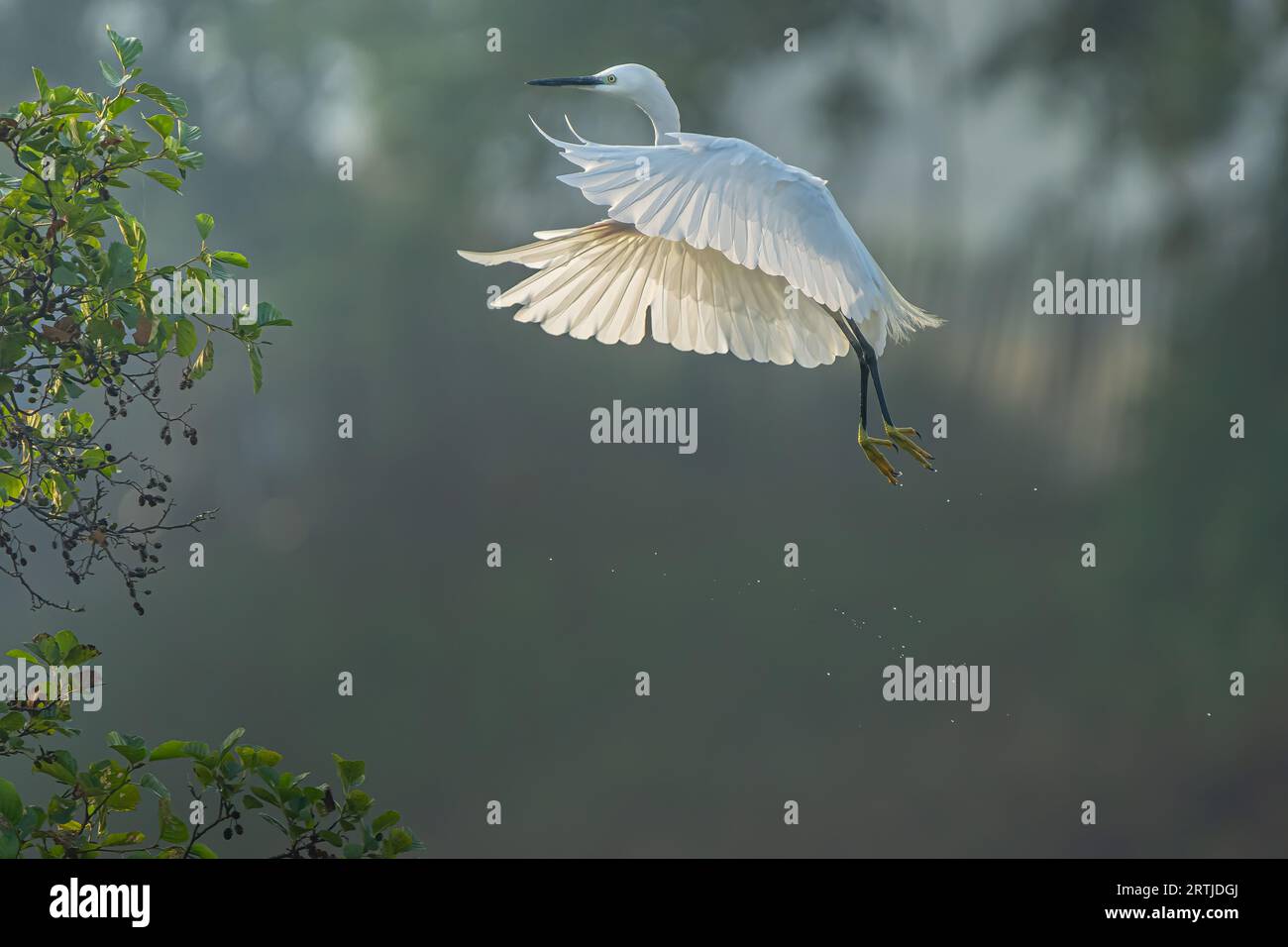 Large reslution image hi-res stock photography and images - Alamy