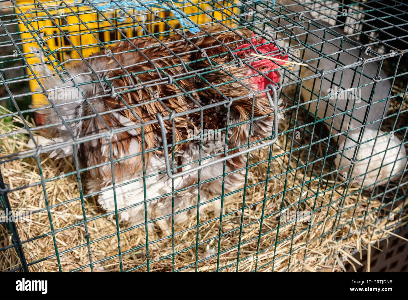 Cage de poule hi-res stock photography and images - Alamy
