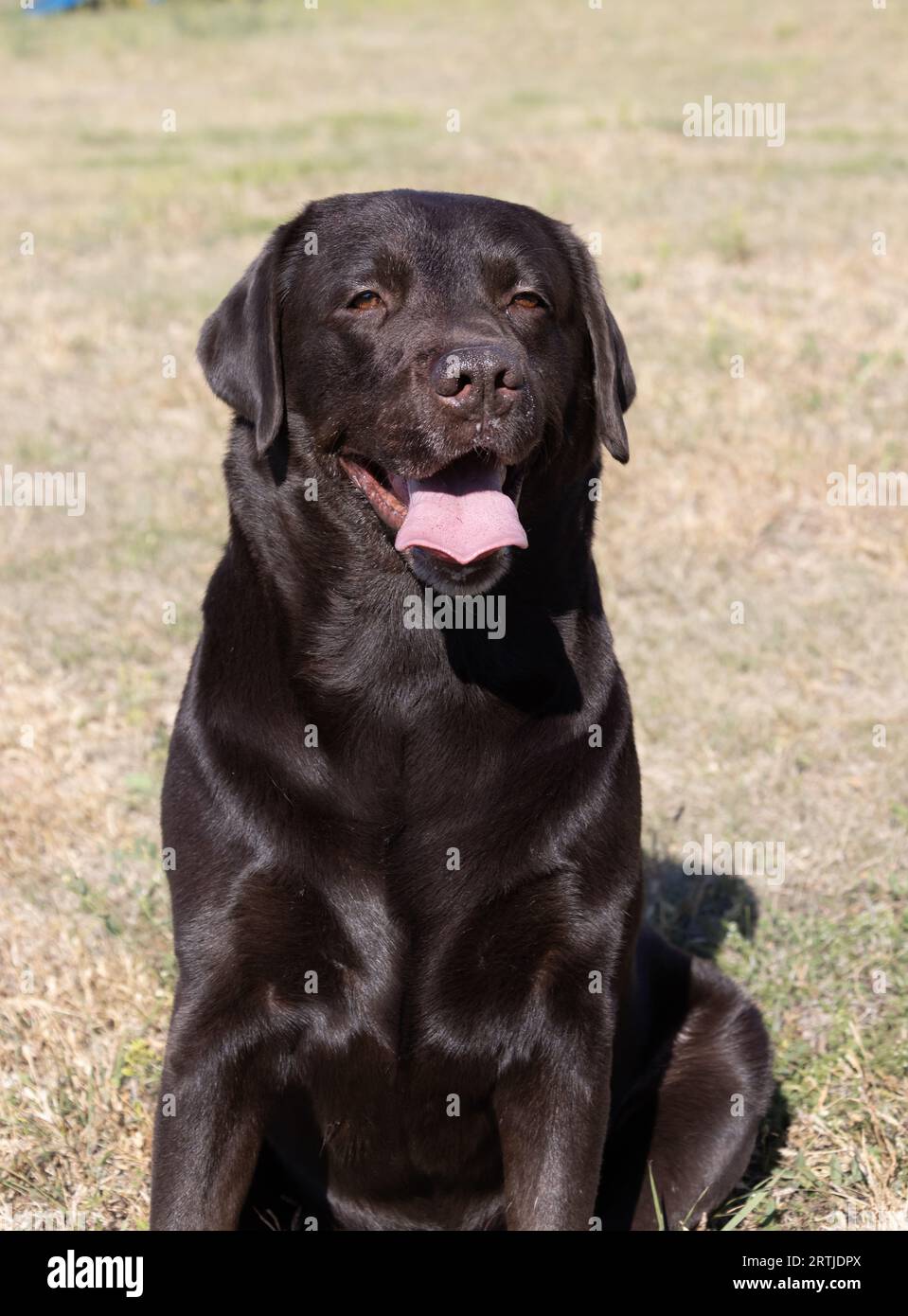 Brown chocolate labrador on green grass of aviary. Large portrait ...