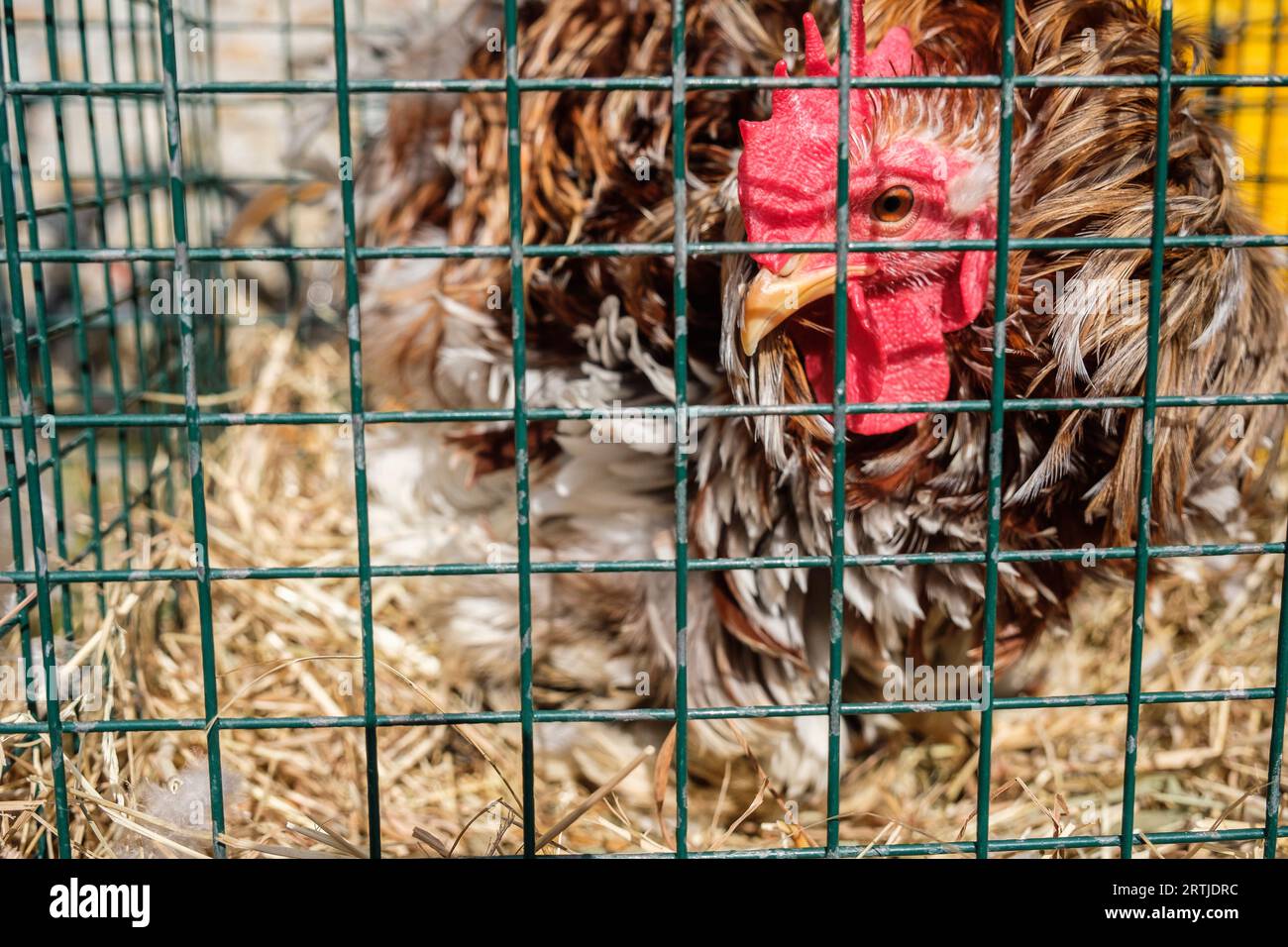 Chicken kept in cage during a market | Poules tenues en cage pendant un ...