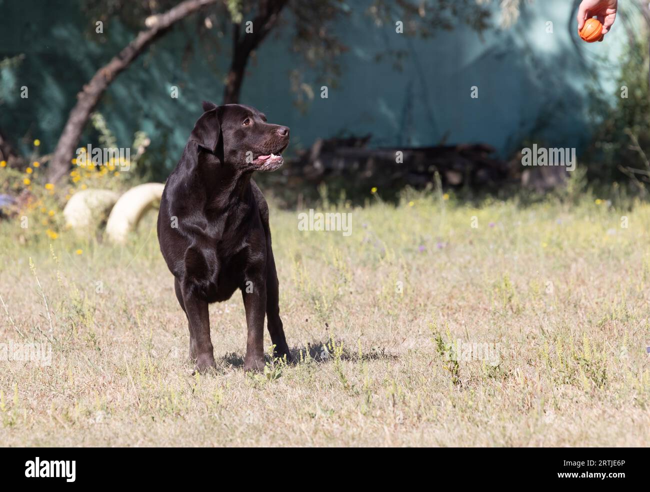 Brown chocolate labrador on green grass of aviary. Large portrait ...
